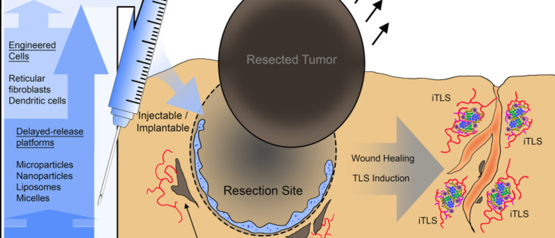 mailloux.lab.uiowa.edu | The University of Iowa